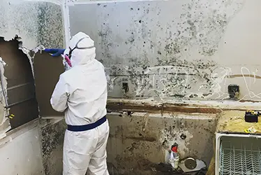 The Water & Mold Restoration Company You can Trust | Mold Water Remediation